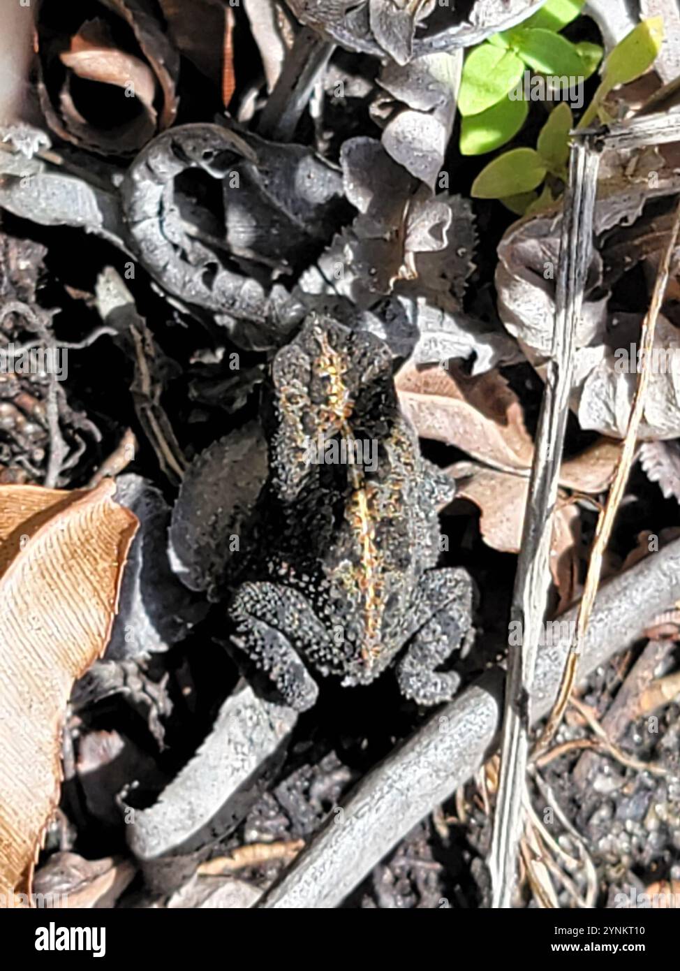 Oak Toad (Anaxyrus quercicus Stock Photo - Alamy