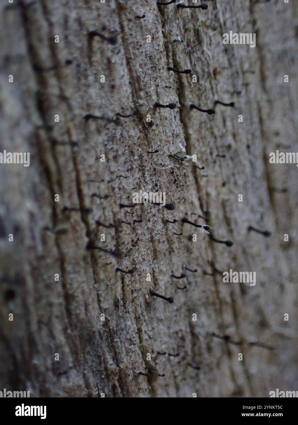 Mycocalicium hi-res stock photography and images - Alamy