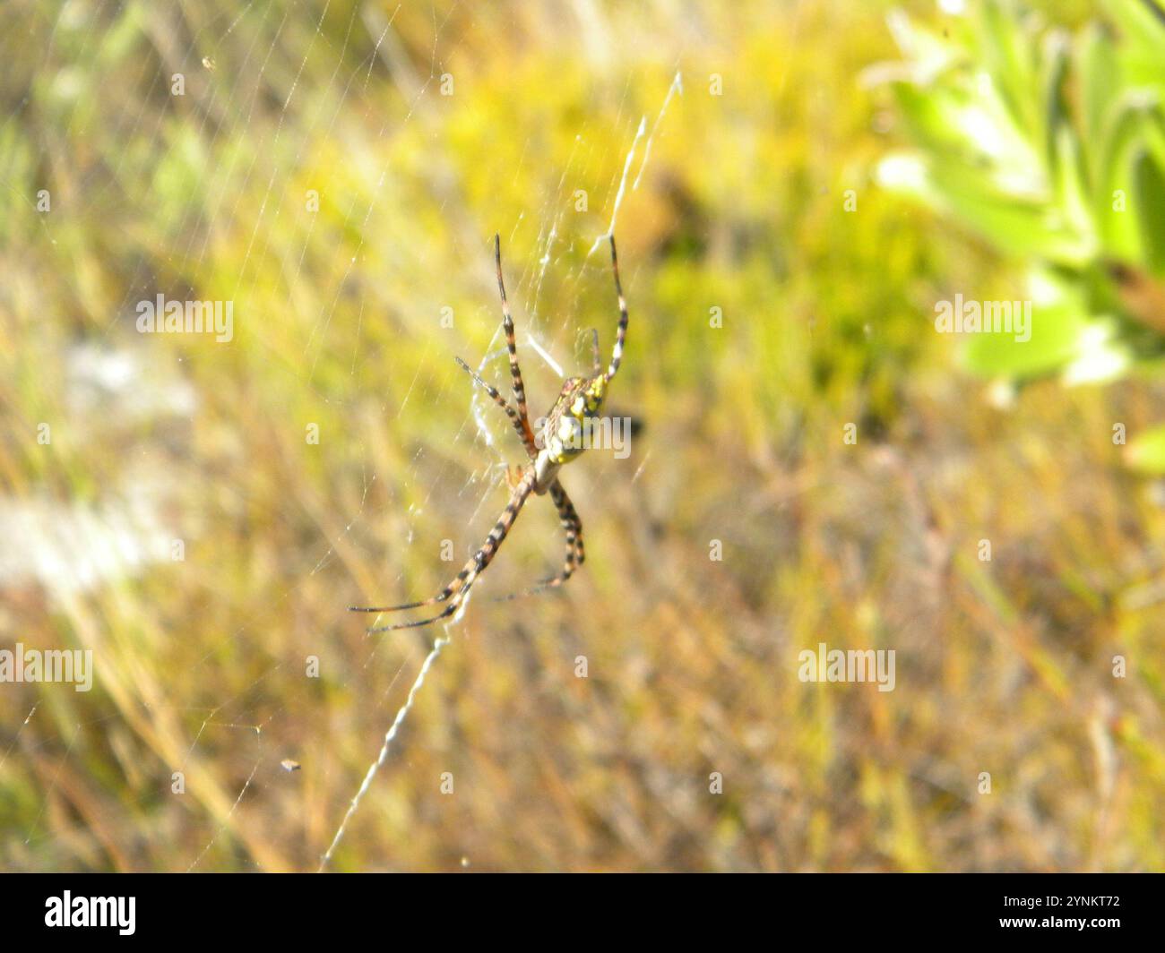 Garden orbweb spider hi-res stock photography and images - Alamy