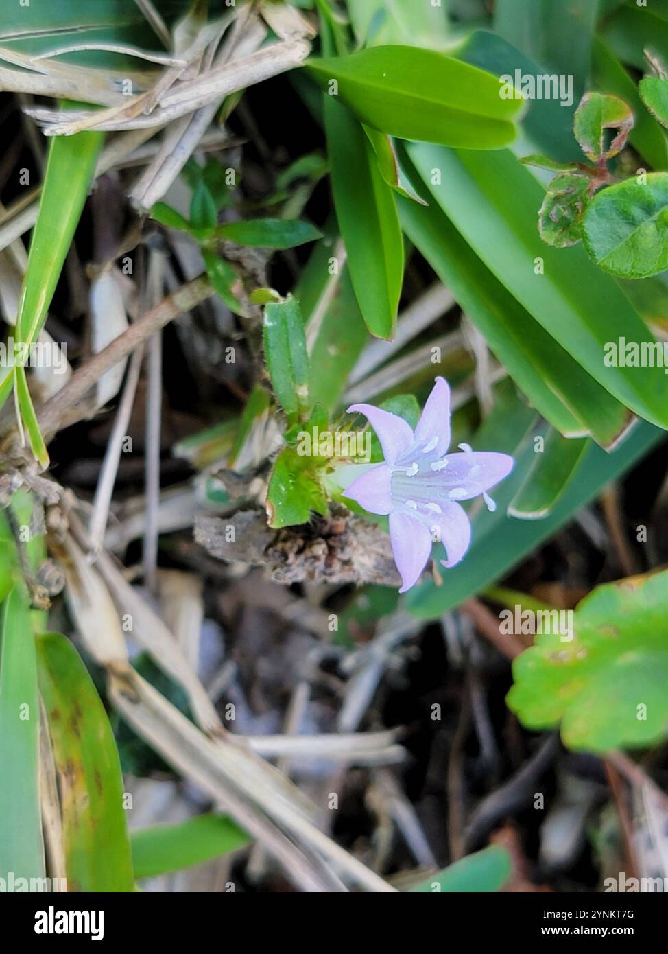largeflower Mexican clover (Richardia grandiflora Stock Photo - Alamy