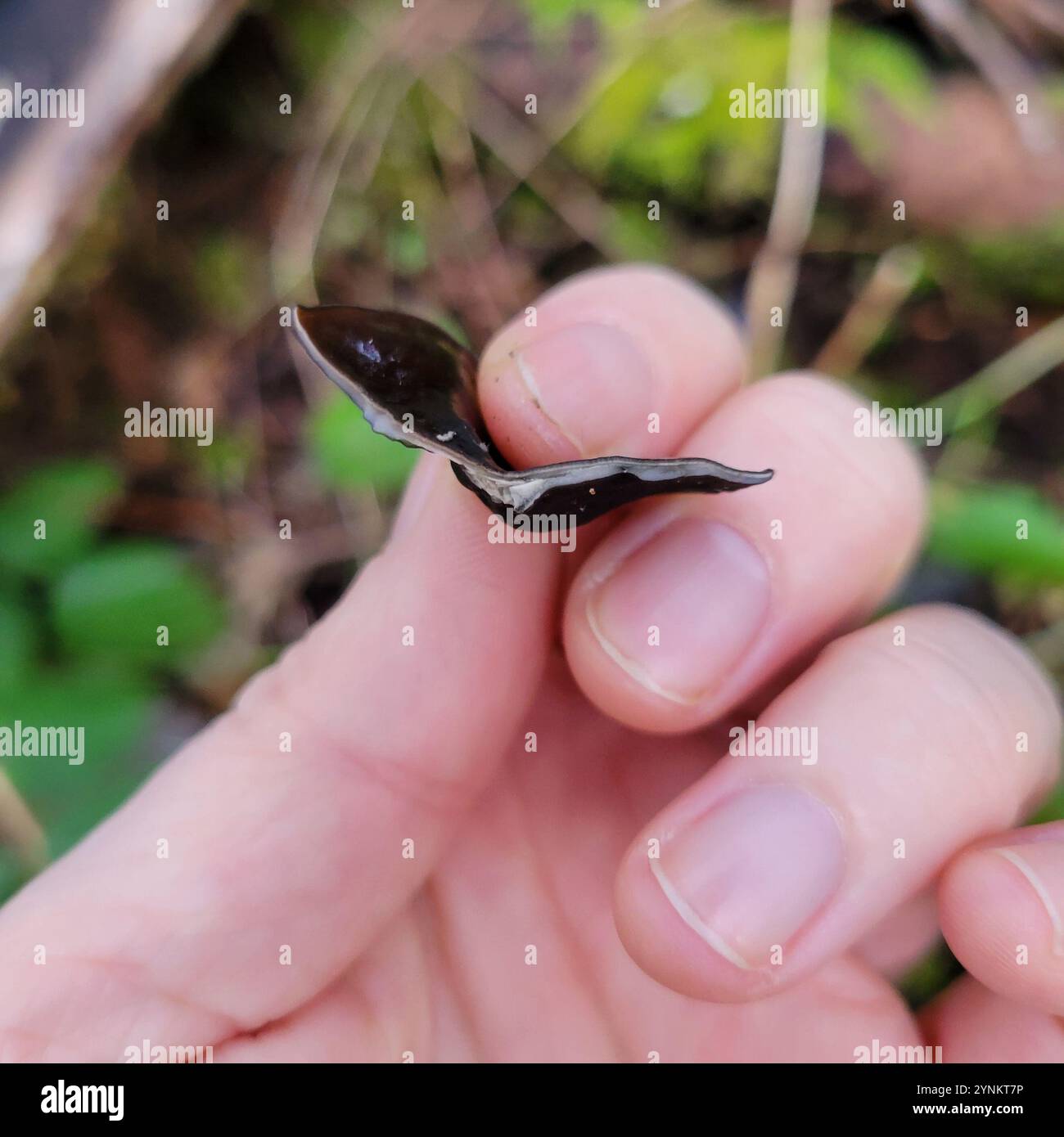 Plectania hi-res stock photography and images - Alamy