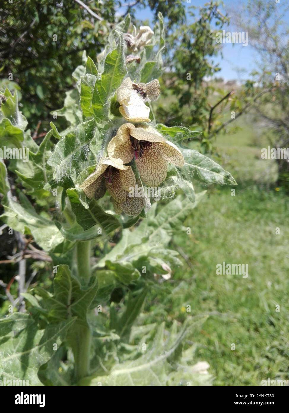 black henbane (Hyoscyamus niger Stock Photo - Alamy
