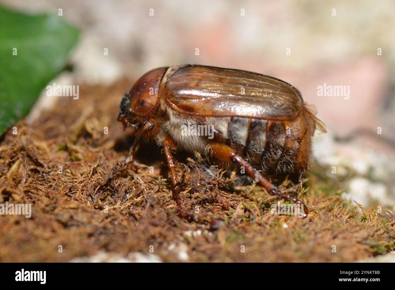 Summer Chafer (Amphimallon solstitiale Stock Photo - Alamy