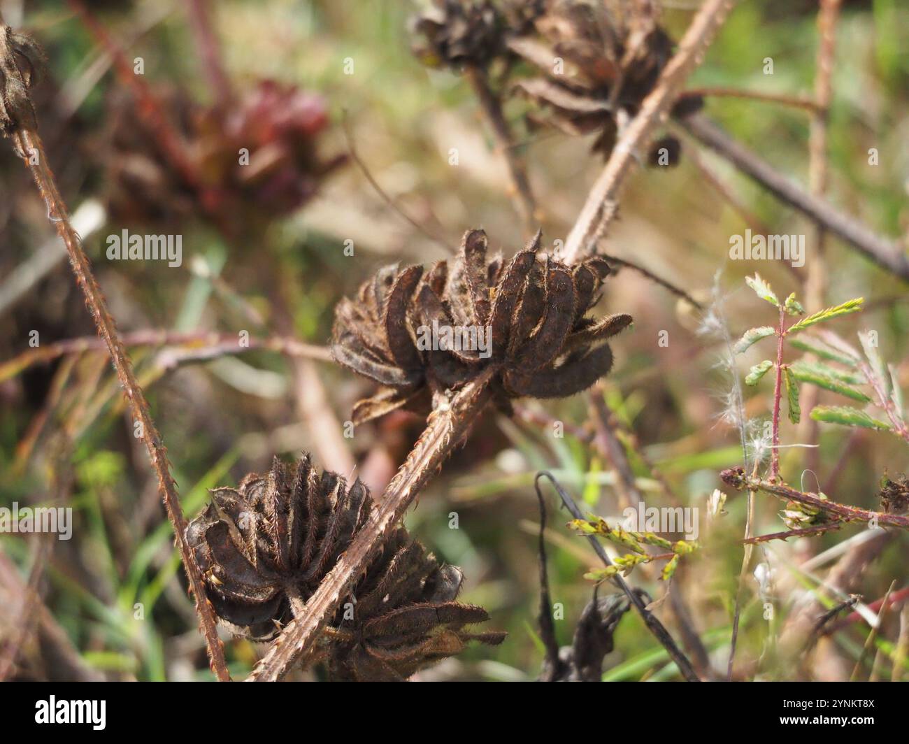 giant false sensitive plant (Mimosa diplotricha Stock Photo - Alamy