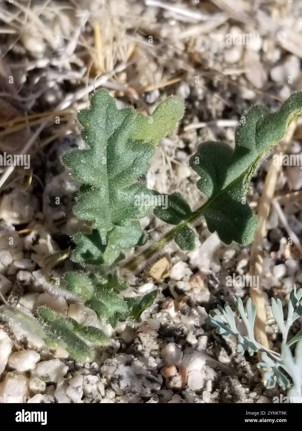 Notch-leaf Scorpionweed (Phacelia crenulata Stock Photo - Alamy
