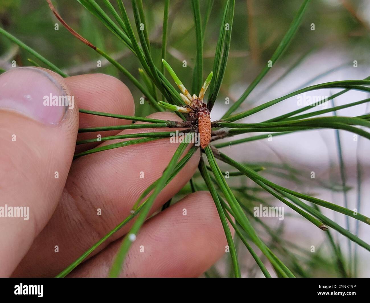 sand pine (Pinus clausa Stock Photo - Alamy