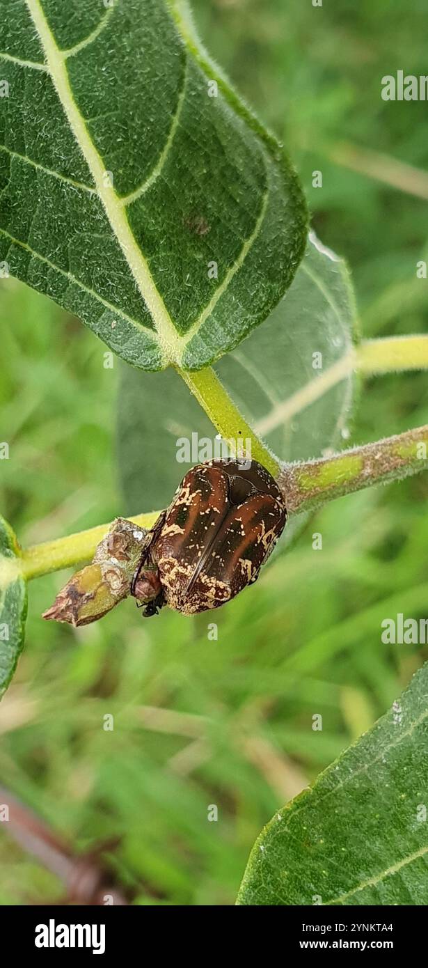 Mango Flower Beetle (Protaetia fusca Stock Photo - Alamy