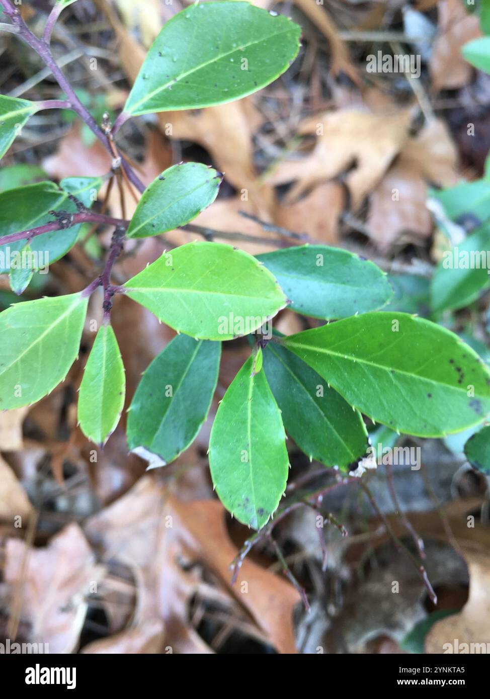 gallberry (Ilex glabra Stock Photo - Alamy