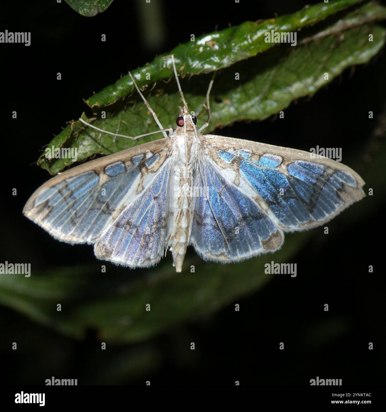 Pearl Moths (Spilomelinae Stock Photo - Alamy