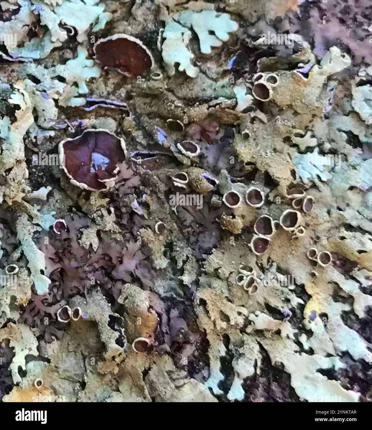 Peppered Rock-shield (Xanthoparmelia conspersa Stock Photo - Alamy