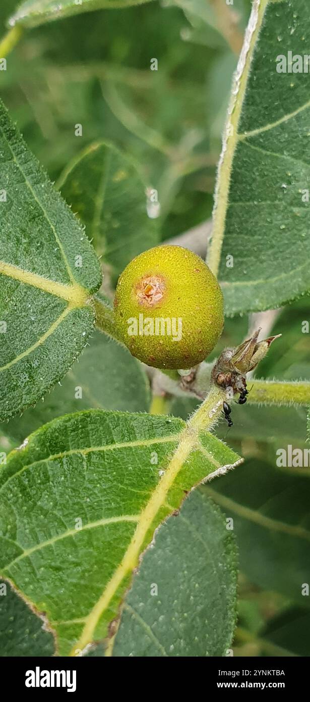 Sandpaper fig hi-res stock photography and images - Alamy