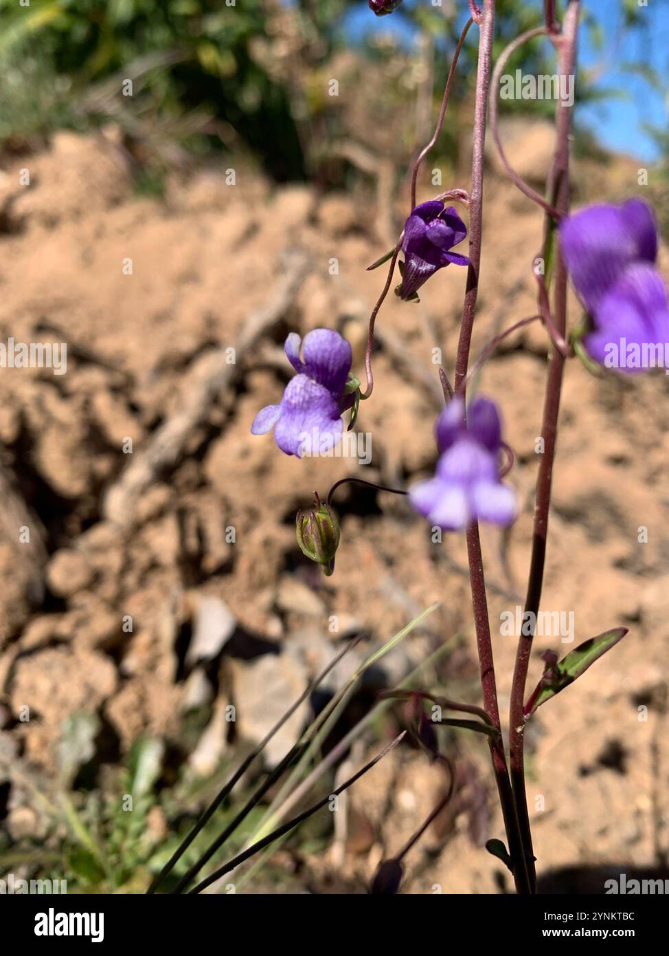 Twining Snapdragon (Neogaerrhinum strictum Stock Photo - Alamy