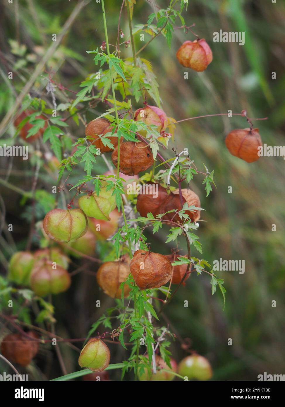 Lesser Balloon Vine (Cardiospermum halicacabum Stock Photo - Alamy