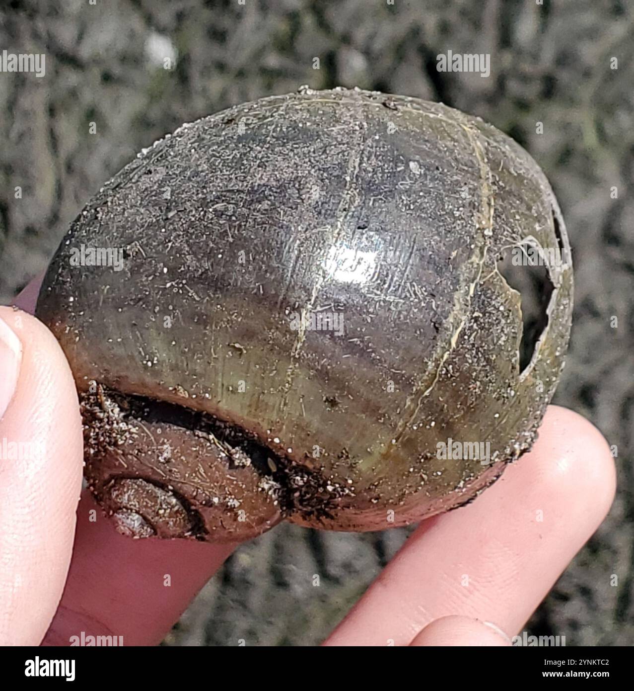 Common Apple Snails (Pomacea Stock Photo - Alamy