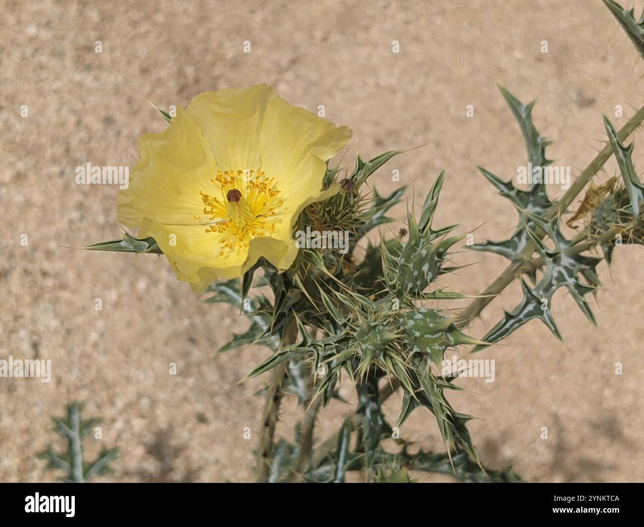 Mexican Poppy (Argemone ochroleuca Stock Photo - Alamy