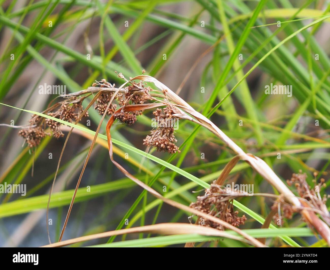 Swamp Sawgrass (Cladium mariscus Stock Photo - Alamy