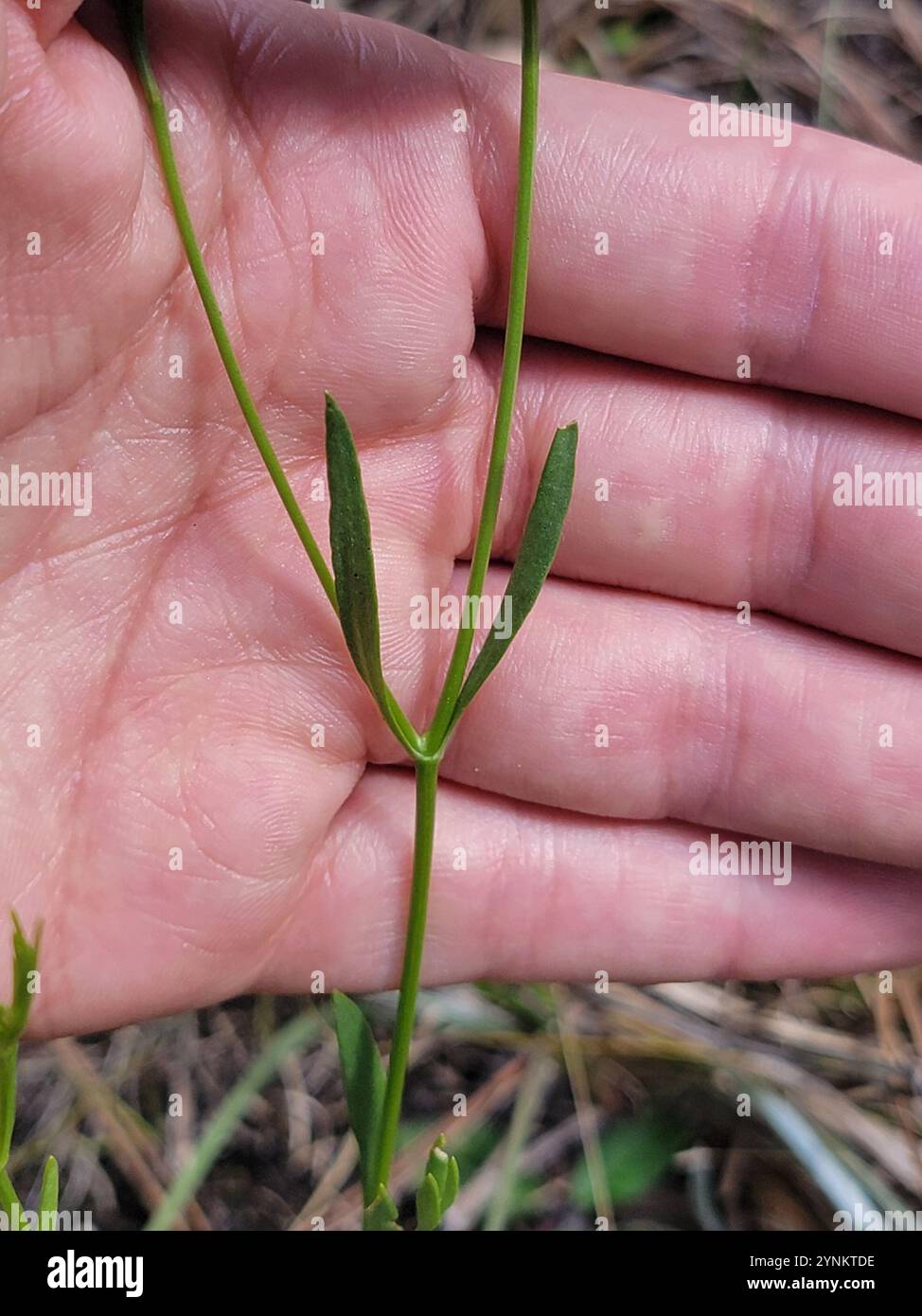 marsh pink (Sabatia stellaris Stock Photo - Alamy