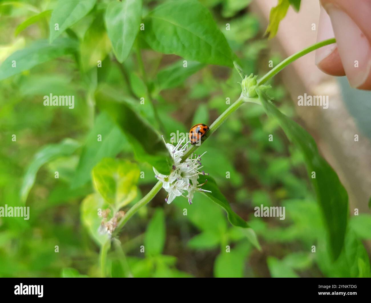 Small Transverse Ladybird Beetle (Coccinella transversalis Stock Photo ...