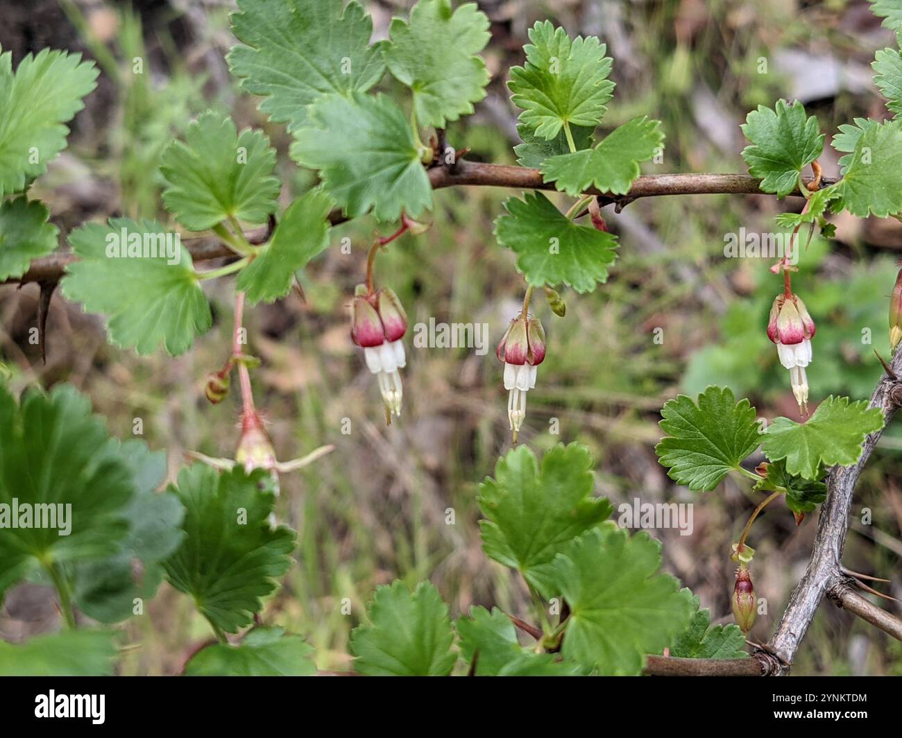 hillside gooseberry (Ribes californicum Stock Photo - Alamy