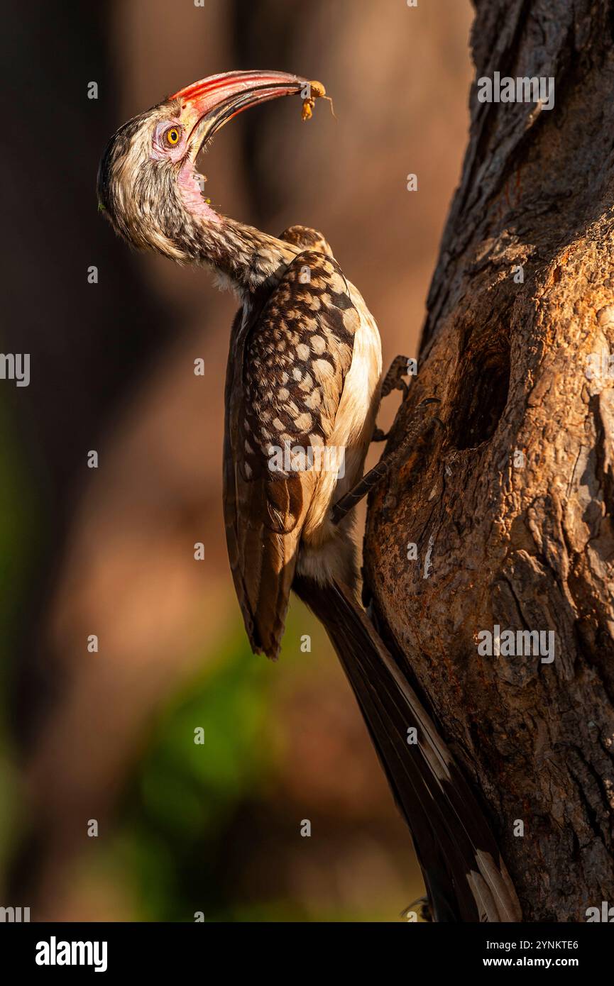 A southern red billed hornbill, Tockus rufirostris, seen at its nest in ...