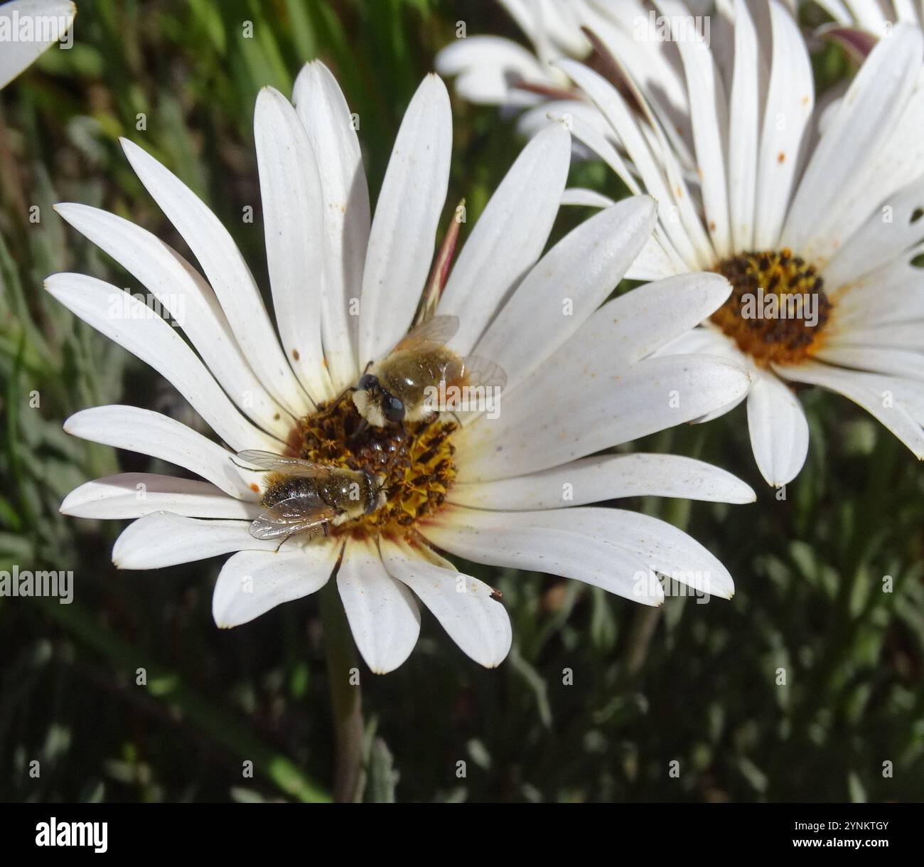 African oxeye (Dimorphotheca nudicaulis Stock Photo - Alamy