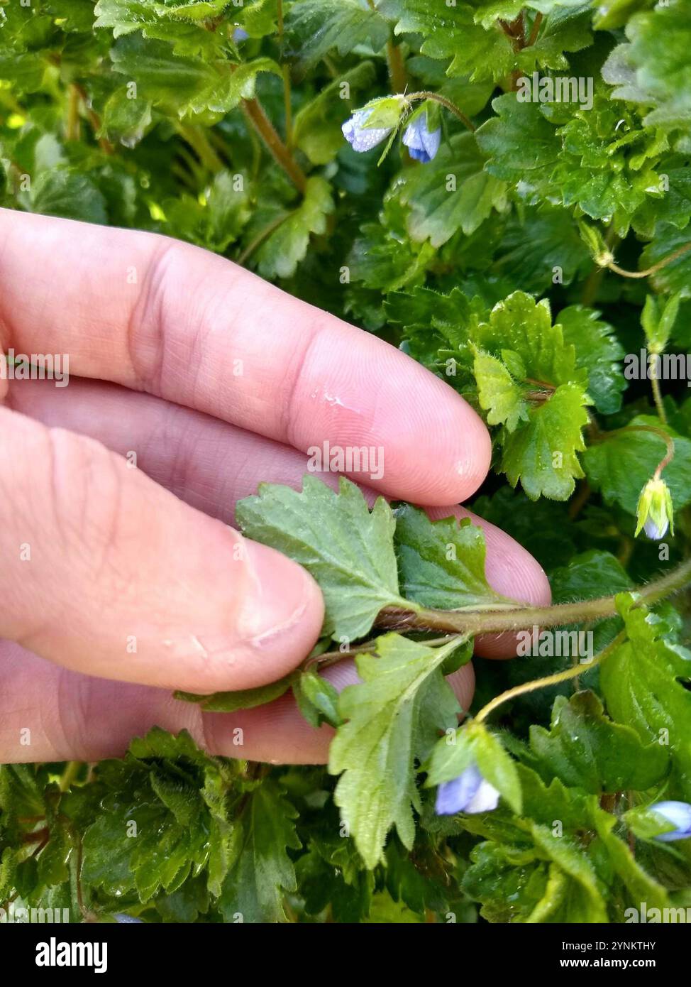 bird's-eye speedwell (Veronica persica Stock Photo - Alamy