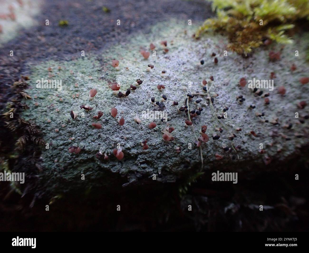 Brown Beret Lichen (Baeomyces rufus Stock Photo - Alamy