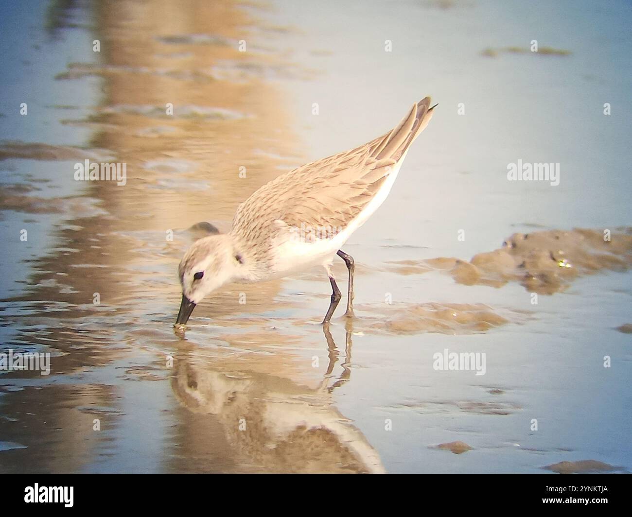 Western Sandpiper (Calidris mauri Stock Photo - Alamy