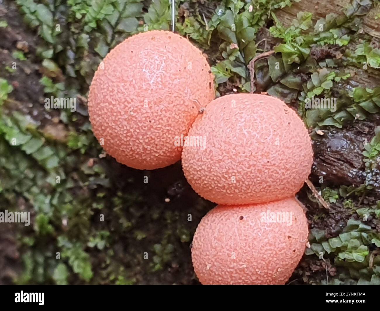 Wolf's Milk (Lycogala epidendrum Stock Photo - Alamy