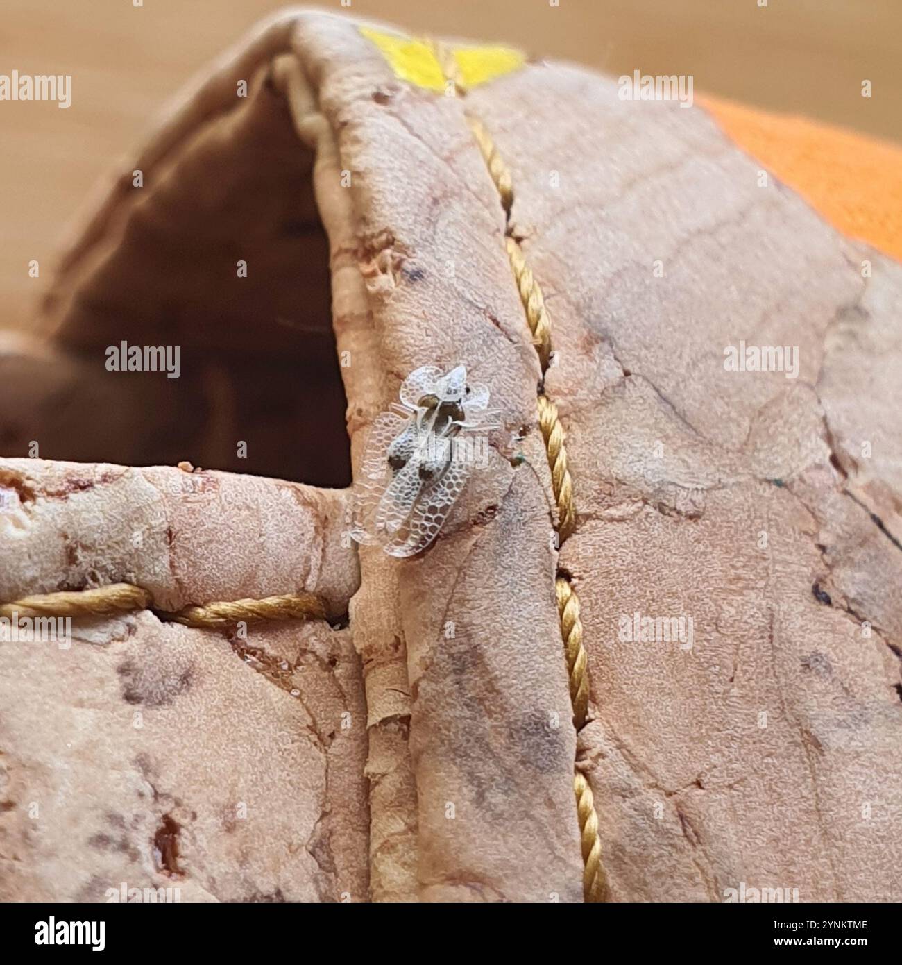 Eastern Sycamore Lace Bug (Corythucha ciliata Stock Photo - Alamy