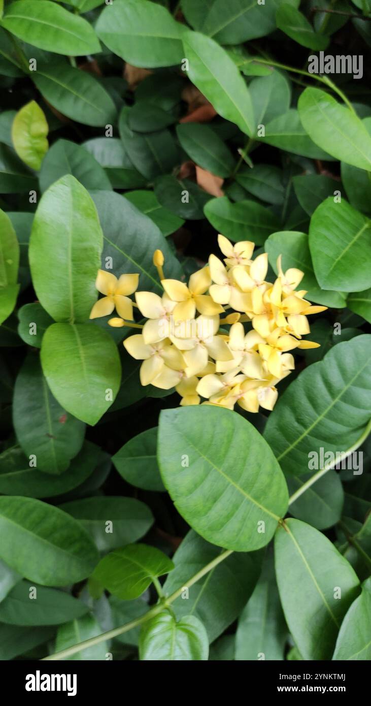Chinese Ixora (Ixora chinensis Stock Photo - Alamy