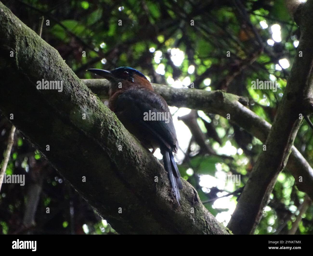 Lesson's Motmot (Momotus lessonii Stock Photo - Alamy