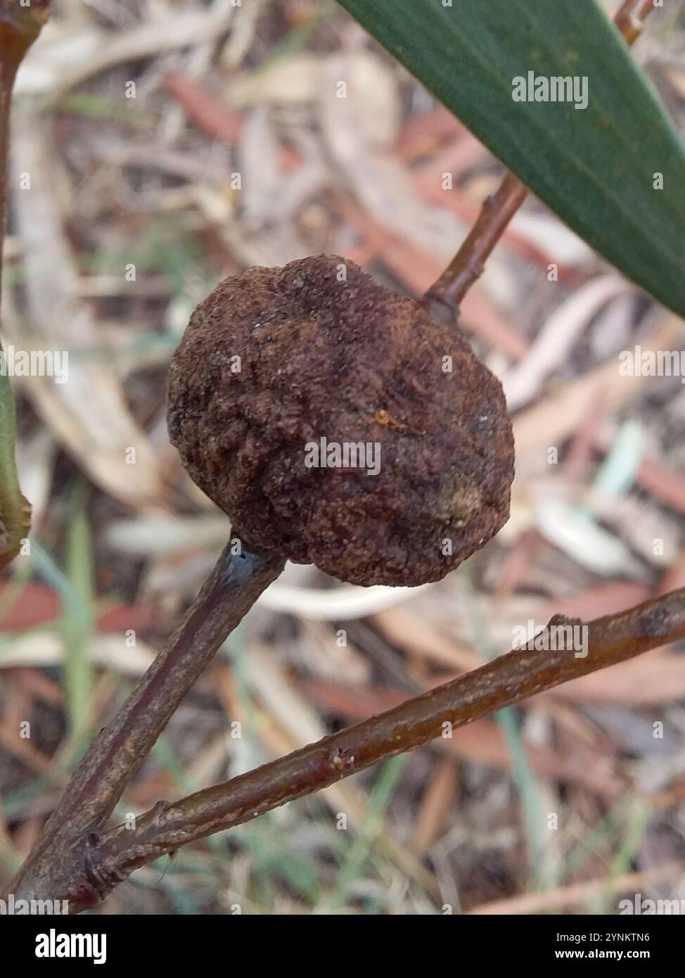 Longleaf Wattle Gall Wasp (Trichilogaster acaciaelongifoliae Stock ...