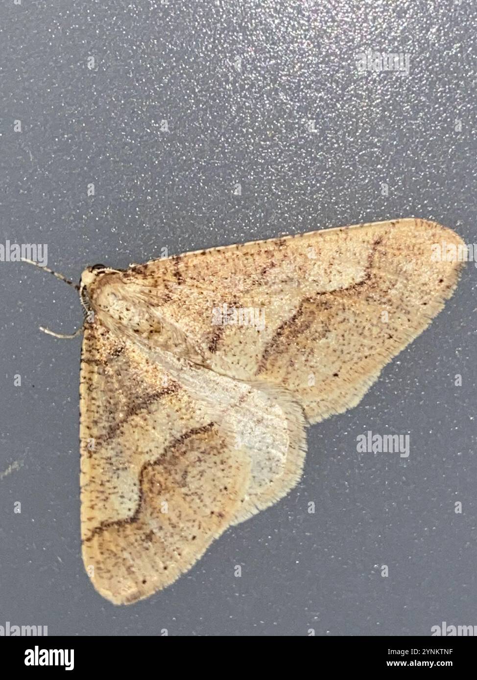 Dotted Border Moth (Agriopis marginaria Stock Photo - Alamy