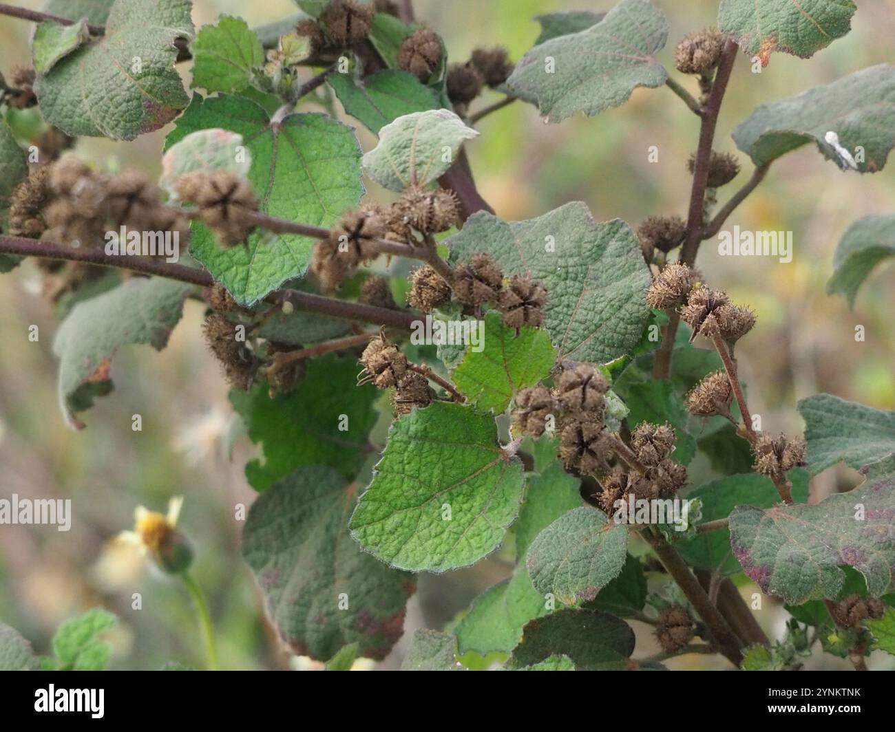 Caesar weed (Urena lobata Stock Photo - Alamy