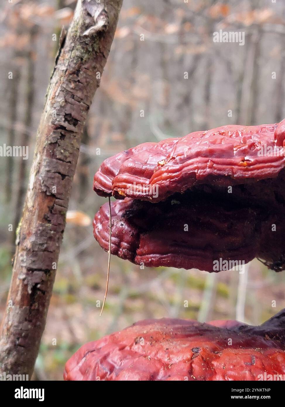 hemlock varnish shelf (Ganoderma tsugae Stock Photo - Alamy
