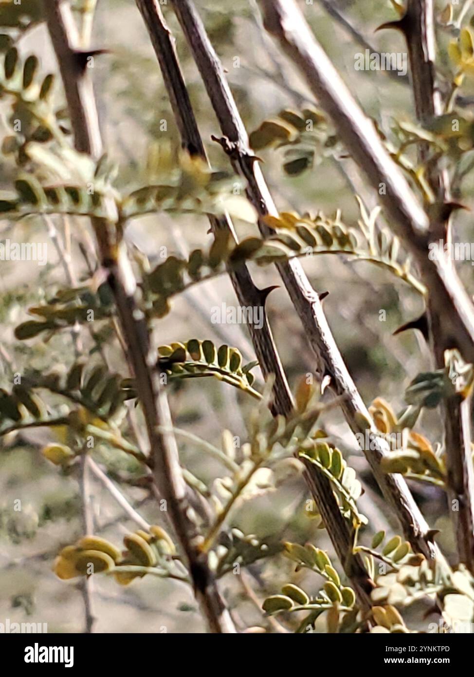 Catclaw Acacia (Senegalia greggii Stock Photo - Alamy