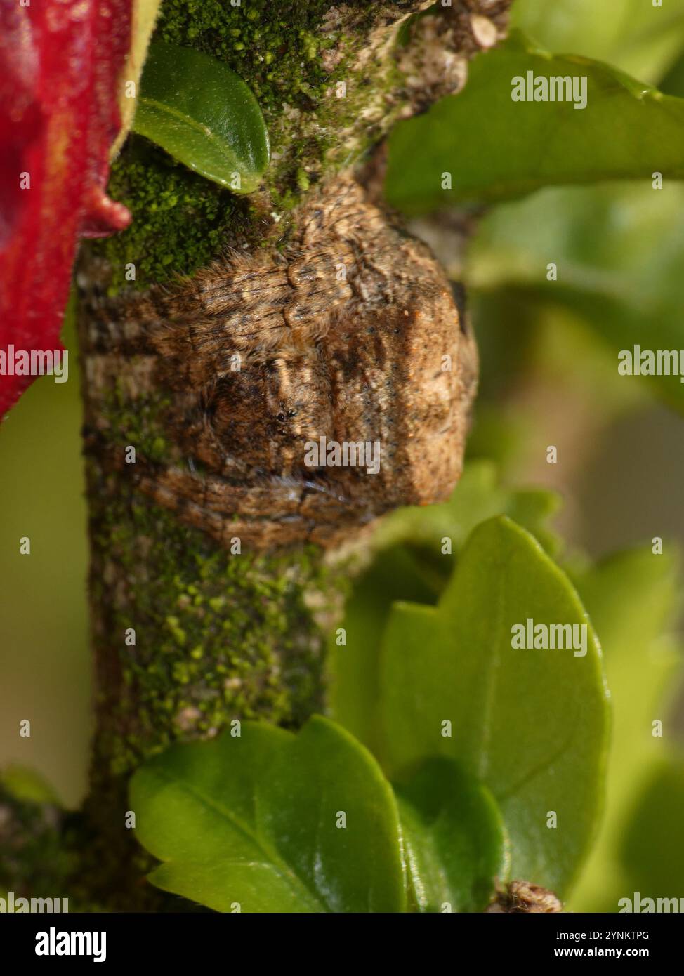 Bark Spiders (Caerostris Stock Photo - Alamy
