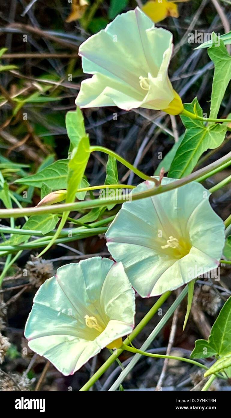 Pacific False Bindweed (Calystegia purpurata Stock Photo - Alamy