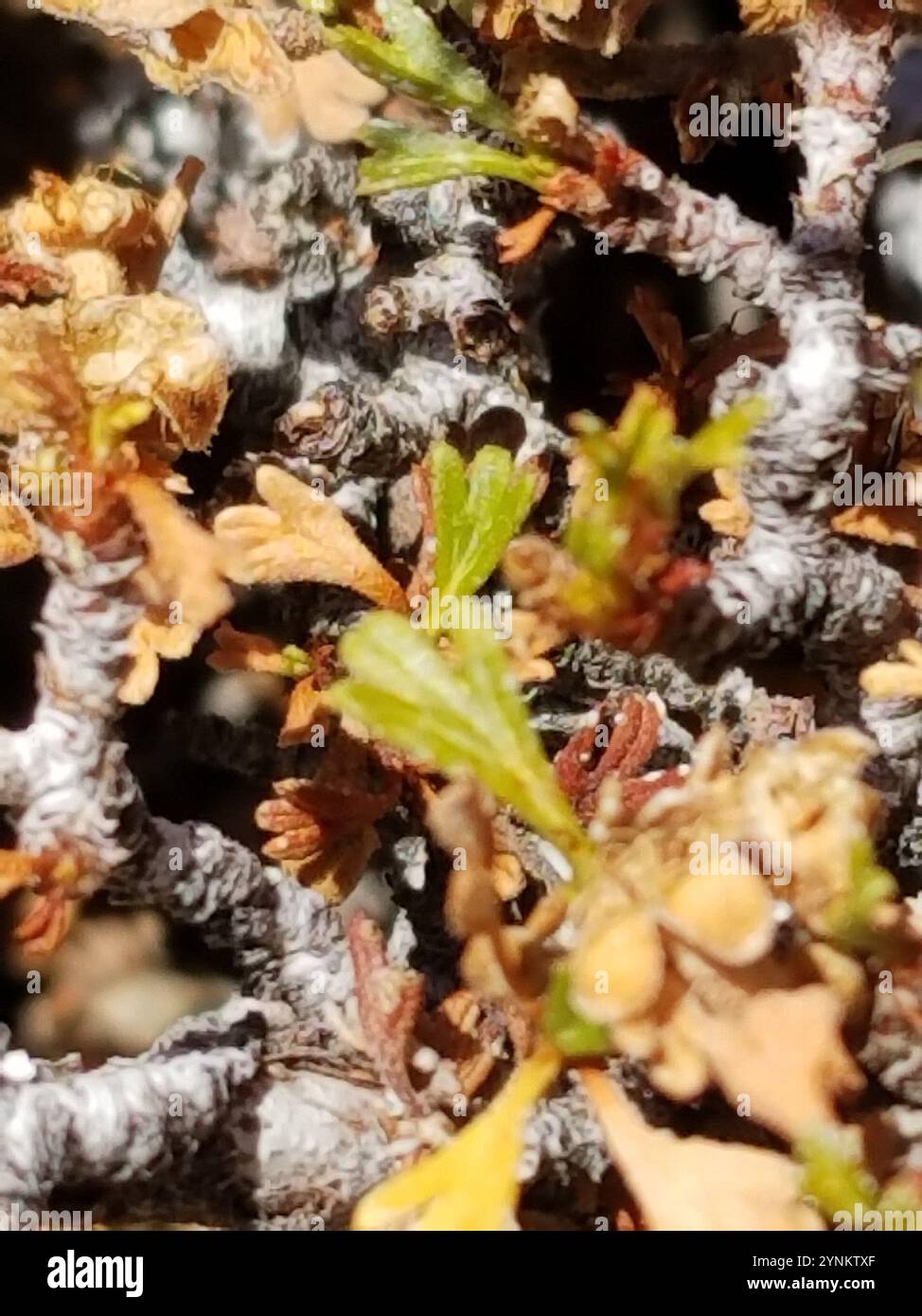 Antelope Bitterbrush (Purshia tridentata Stock Photo - Alamy