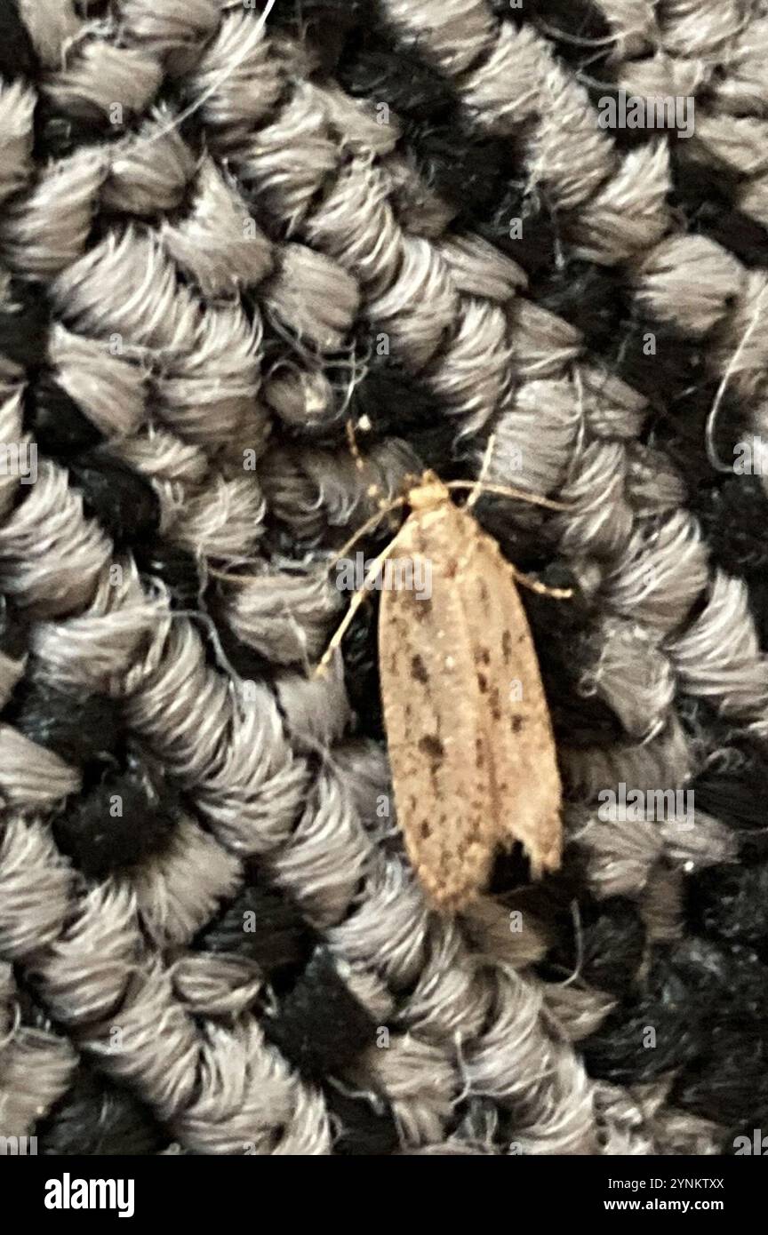 Brown House Moth (Hofmannophila pseudospretella Stock Photo - Alamy