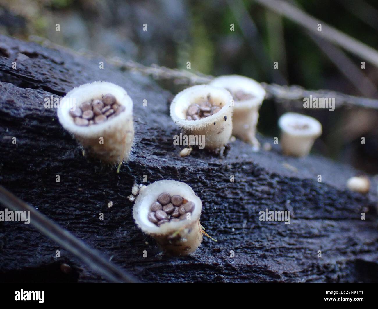 woolly bird's nest fungus (Nidula niveotomentosa Stock Photo - Alamy