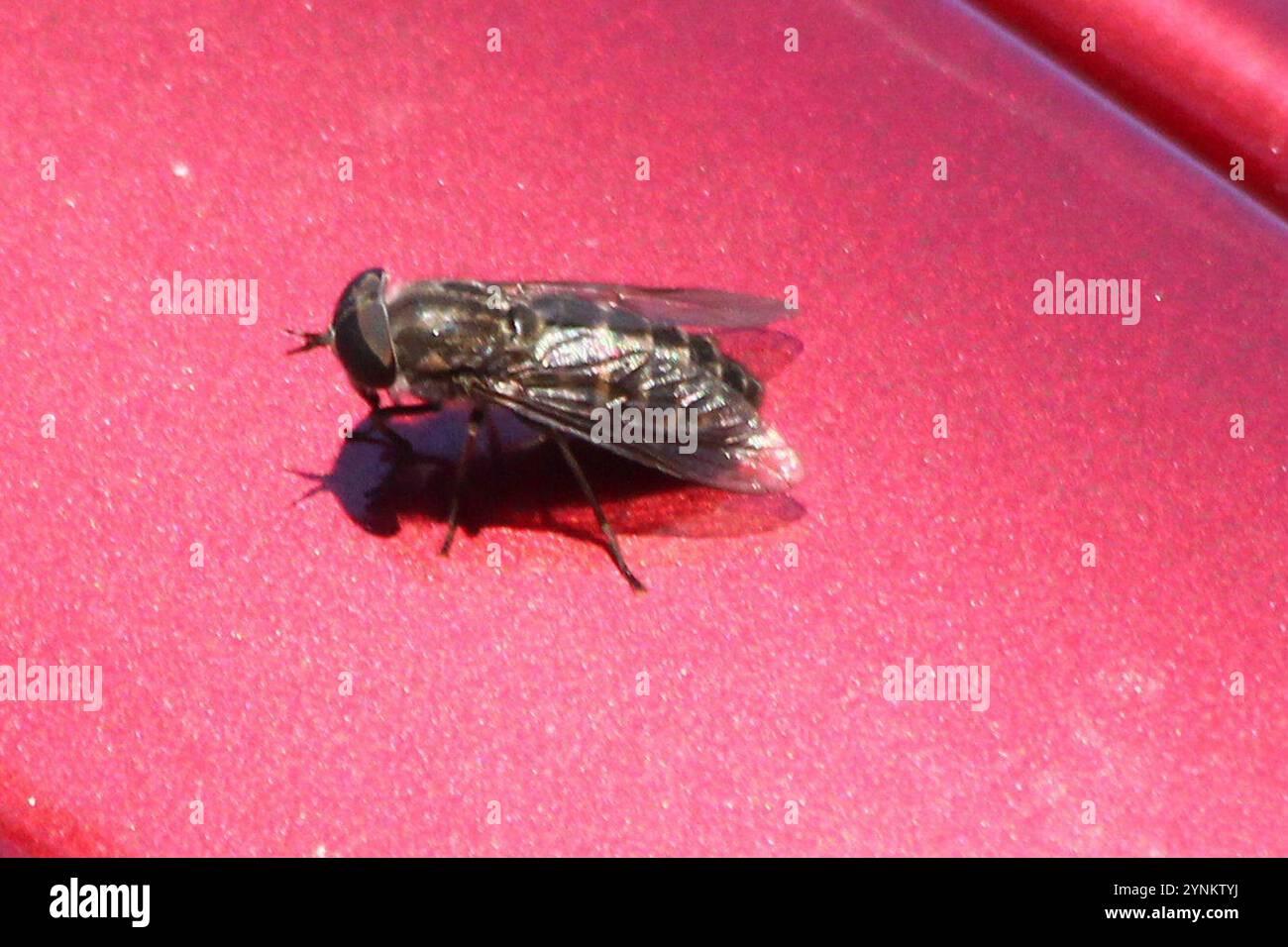 Horse and Deer Flies (Tabanidae Stock Photo - Alamy