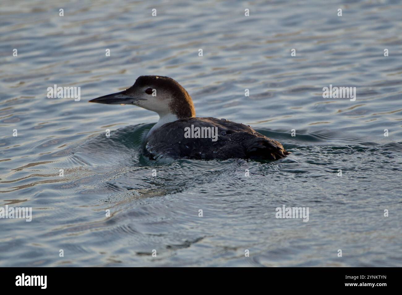 Common Loon (Gavia immer Stock Photo - Alamy