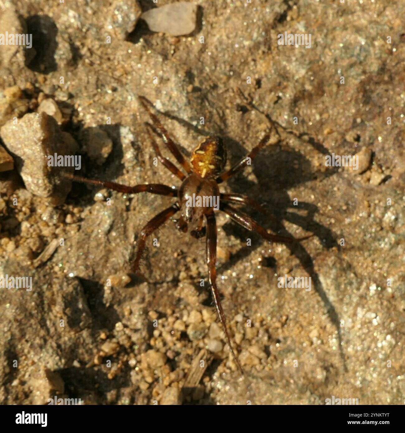 Four-spot Orbweaver (Araneus quadratus Stock Photo - Alamy