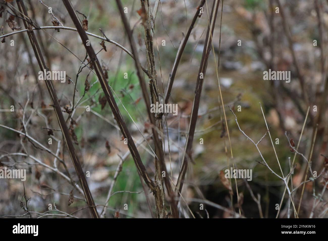 Pacific ninebark (Physocarpus capitatus Stock Photo - Alamy
