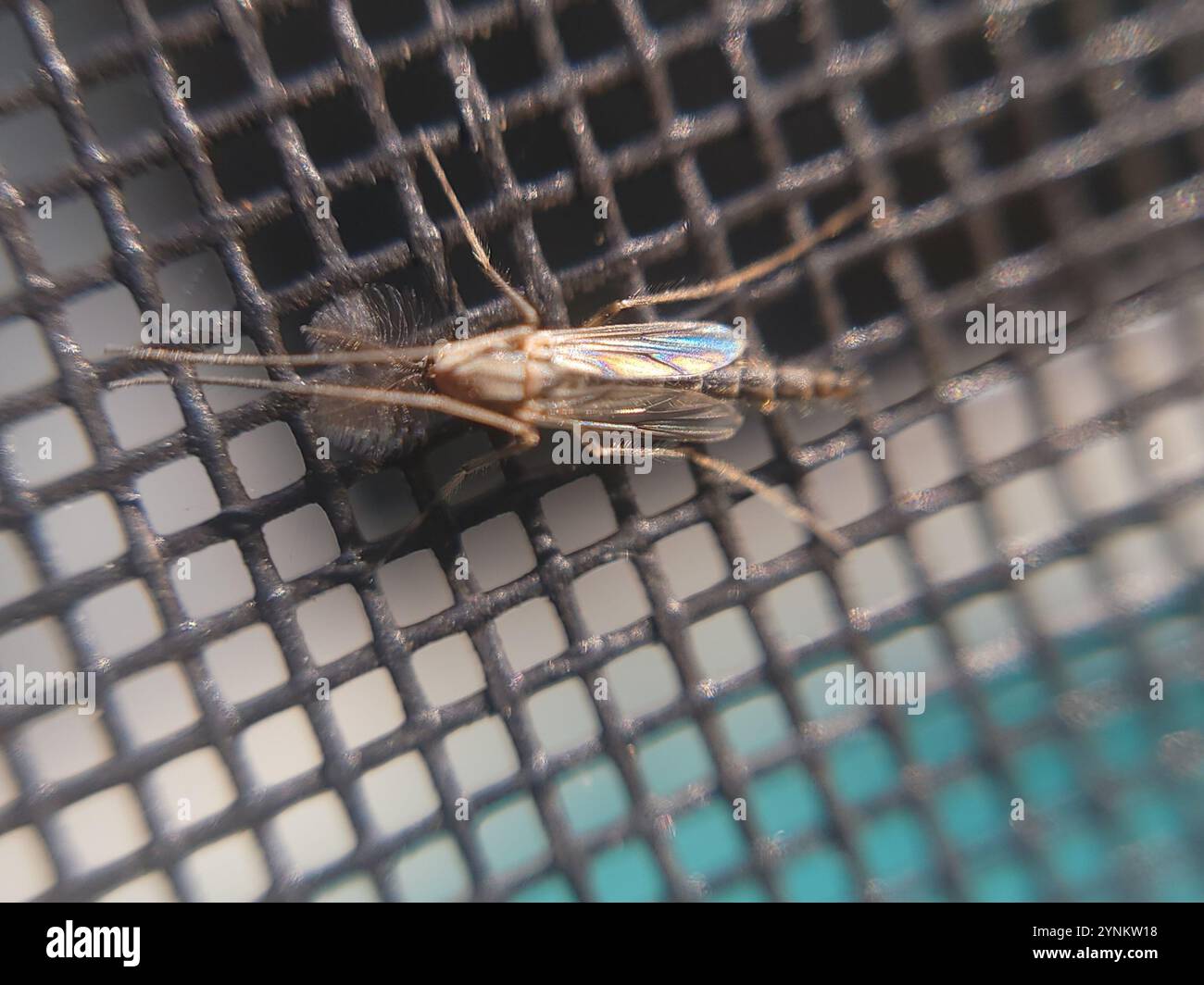 Non-biting Midges (Chironomidae Stock Photo - Alamy