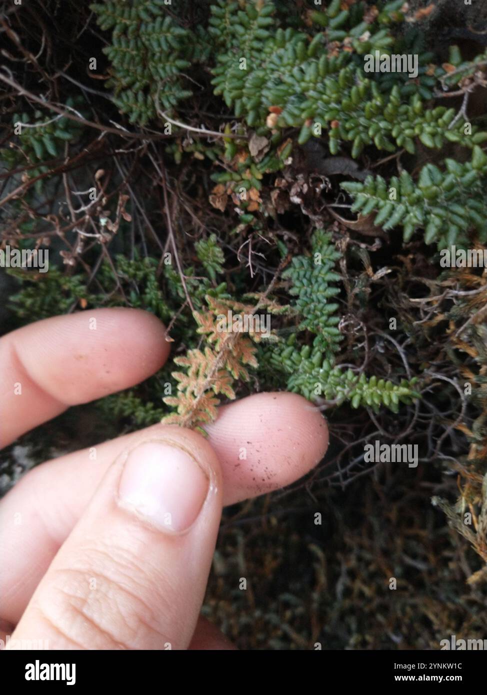 lace lip fern (Myriopteris gracillima Stock Photo - Alamy