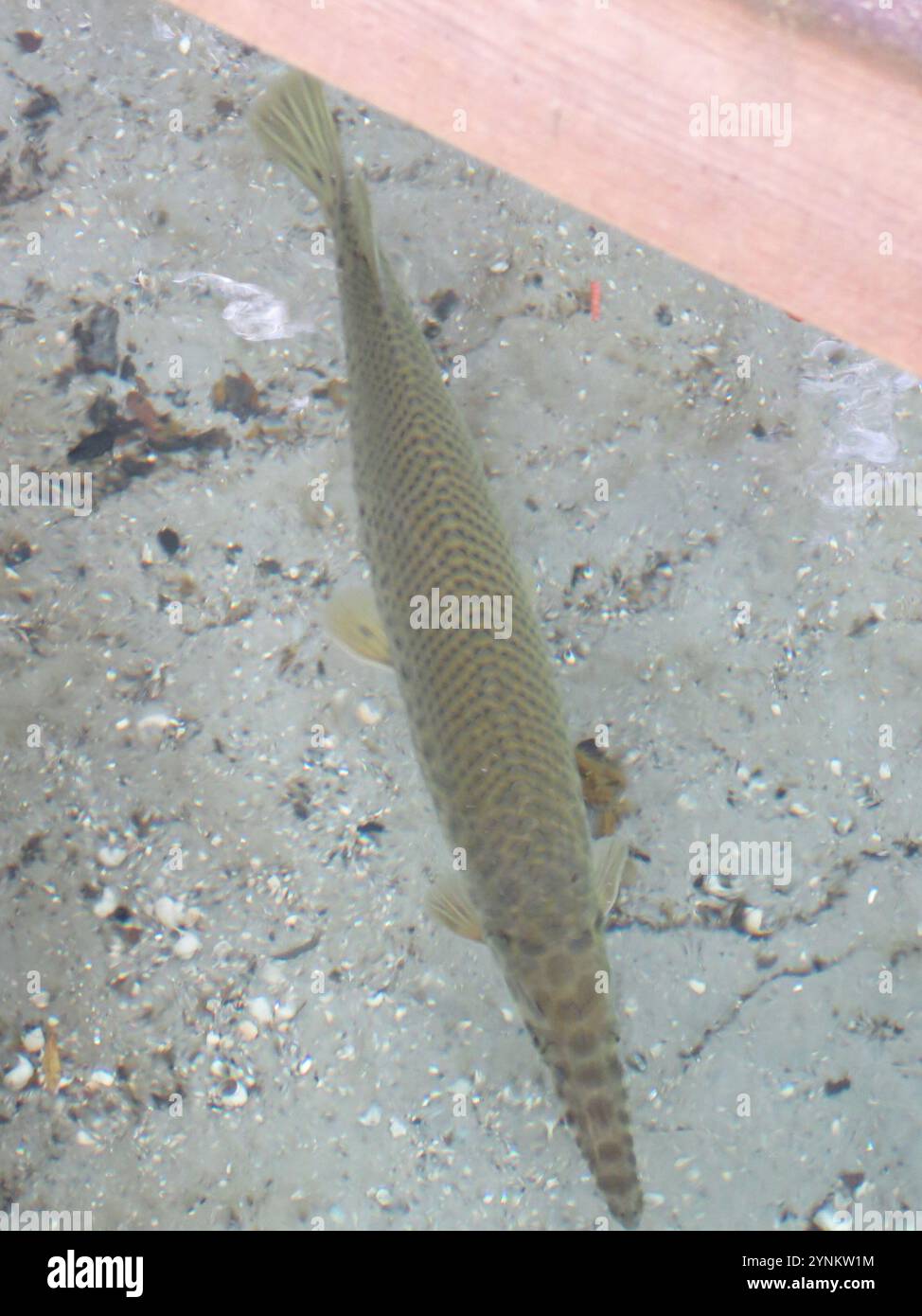 Florida Gar (Lepisosteus platyrhincus Stock Photo - Alamy