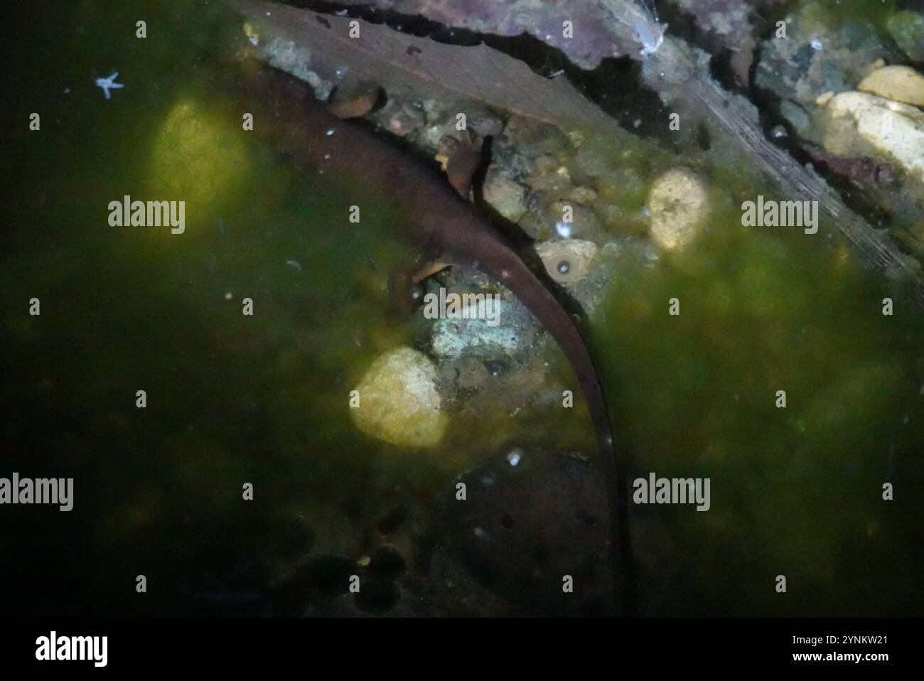 California Newt (Taricha torosa Stock Photo - Alamy